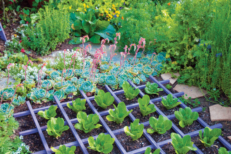 Edible Landscaping Front Yard and Back – Mother Earth News